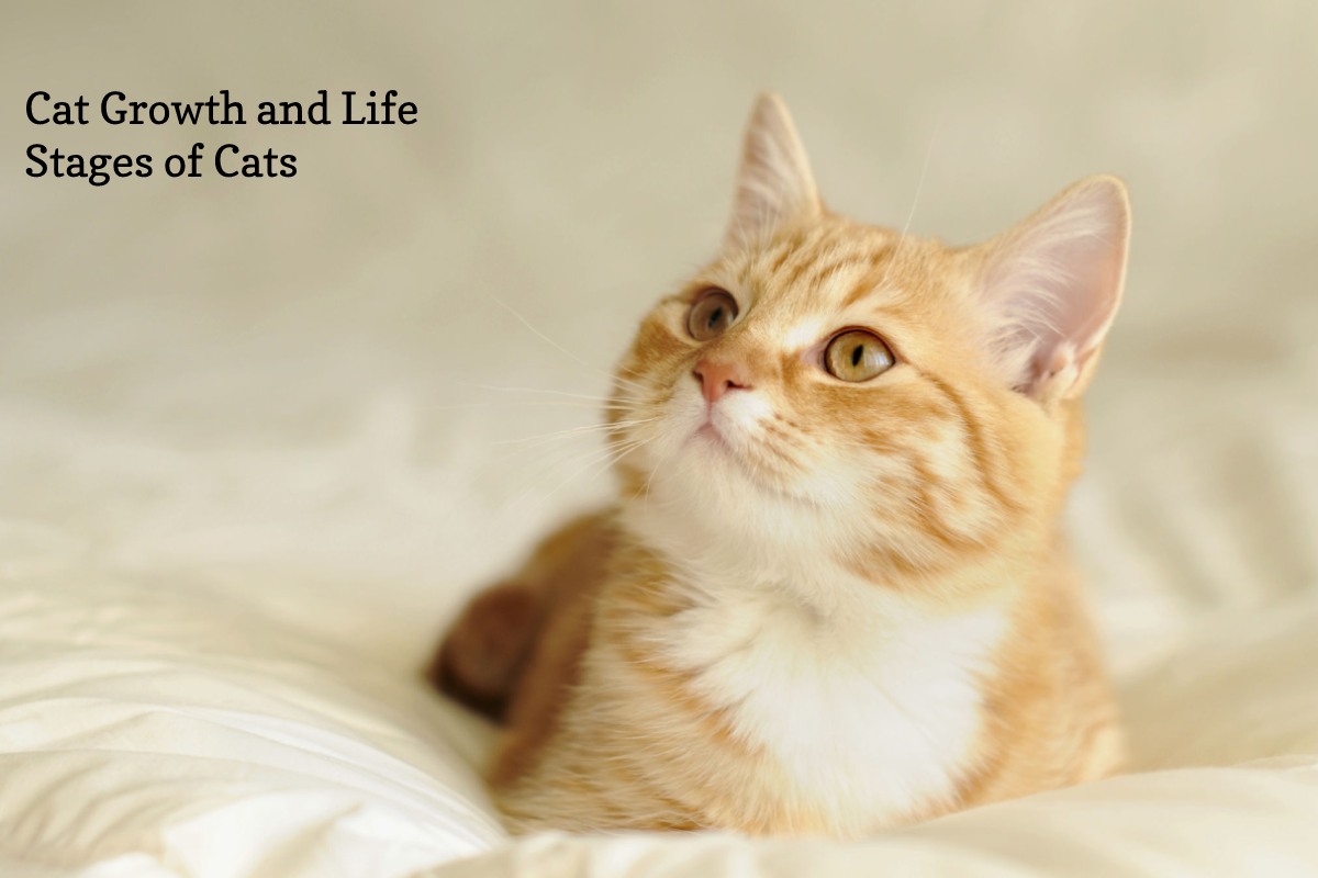 Cat Growth and Life Stages of Cats