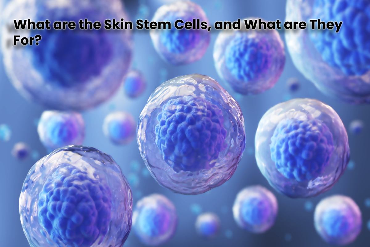 Stem Cells What are the Skin Stem Cell and What are They For?